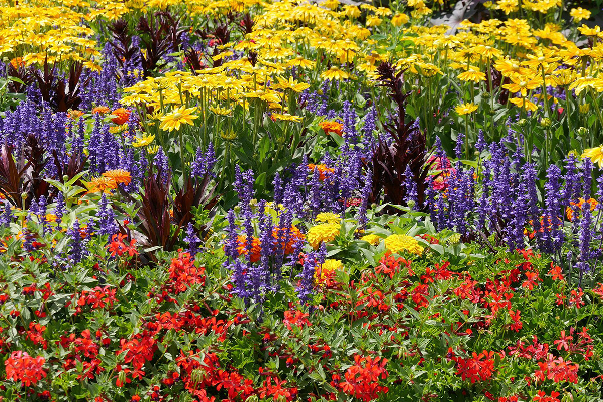 Die richtige Blumenbeet Pflege - raintime